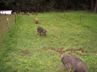Wooly Pigs: Provenance Farm Update