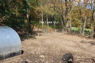 Wooly Pigs: New Mosefund Gallery, Traditional Fattening Methods ...