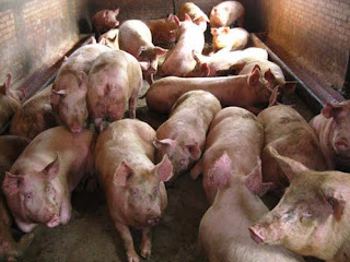 Wooly Pigs: Italian Heavy Pig Production