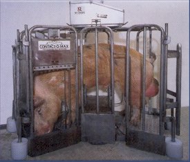 Wooly Pigs: James McWilliams on Vat Meat