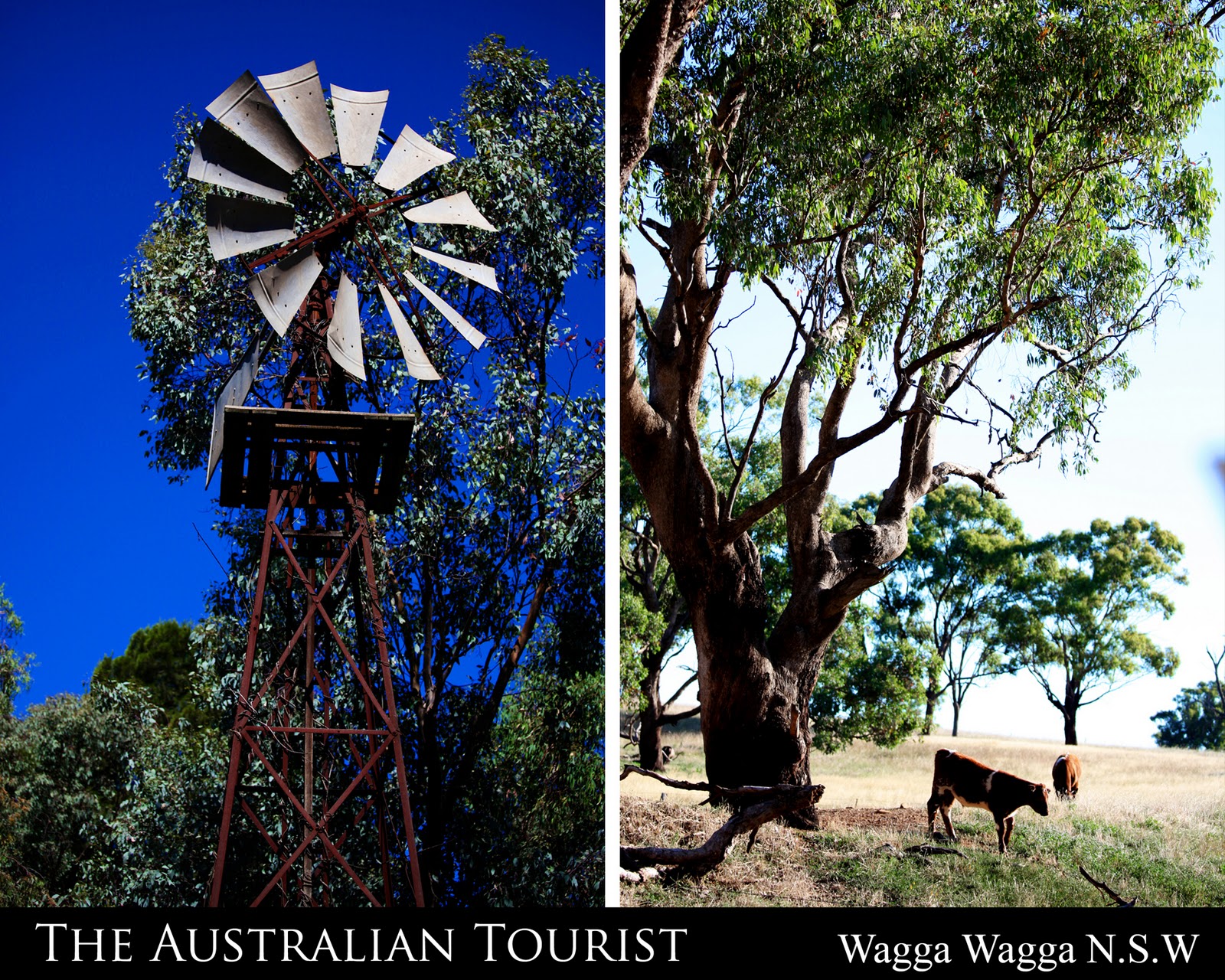 The Australian Tourist: Week 3 - Wagga Wagga N.S.W