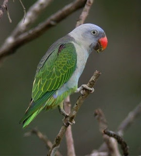 Bayan Puling Serindit Tanau: Perbezaan Jantina bagi Burung Puling (Tanau)