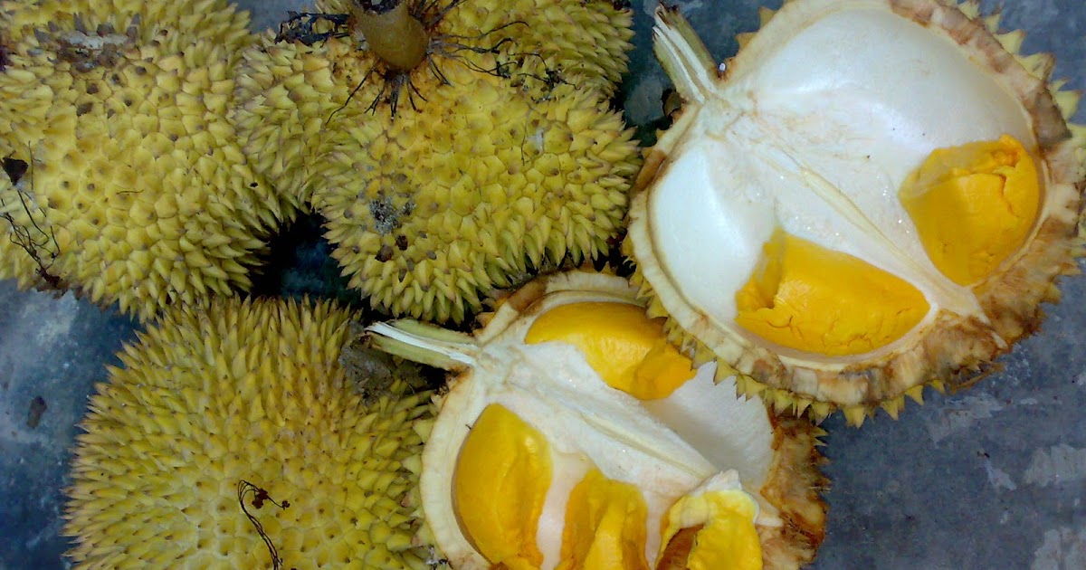 NusanTaRa.Com: BUAH ELLAI, DURIAN ASLI KALIMANTAN