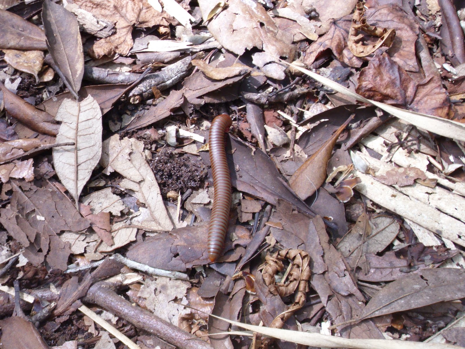 Our Year Outdoors: Trip 21: Welaka State Forest/Mud Spring Trail