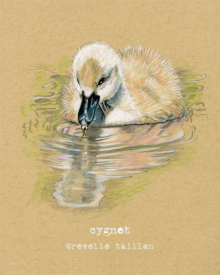 Colored Pencil Art Maker: Cygnet (Baby Swan)