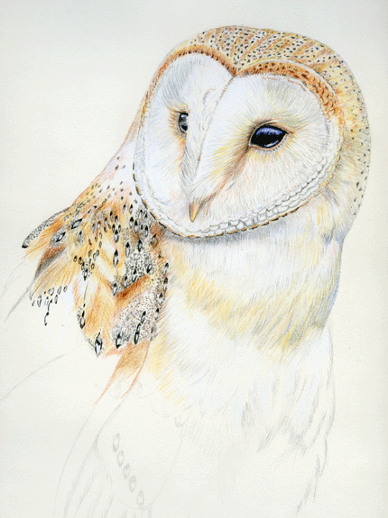 Image Maker: Barn owl 2
