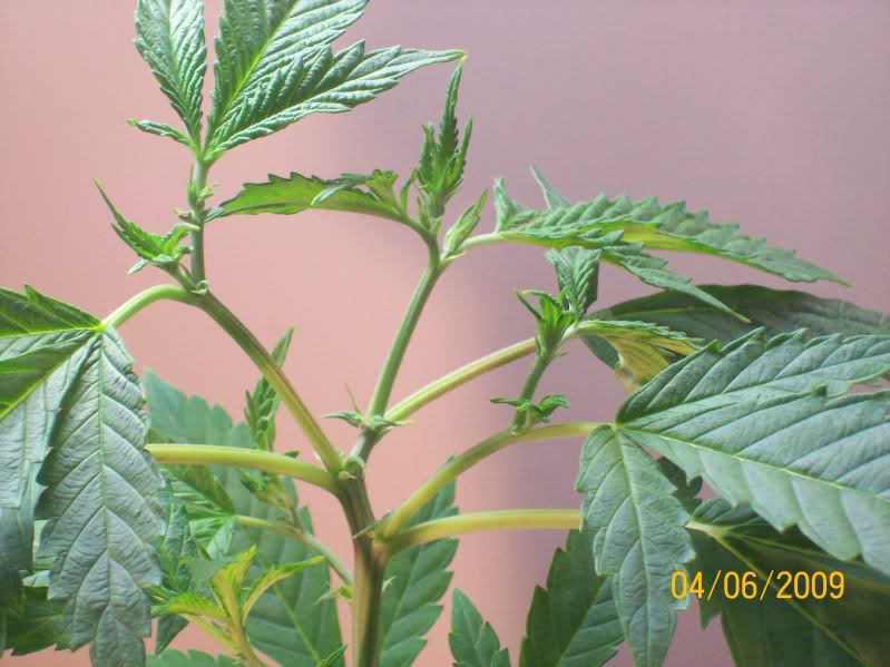 Increase yield with FIMing. | METAL GROW SOLID