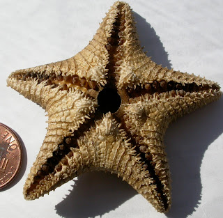 The Echinoblog: Mystery of the Mud Star: Ctenodiscus REVEALED!!