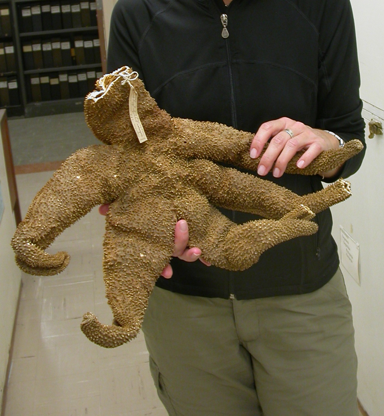The Echinoblog: SEA STAR DEFENSE! How do starfish protect themselves??