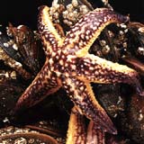 The Echinoblog: Starfish "Bones"! Understanding evolution & adaptation ...