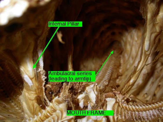The Echinoblog: Starfish "Bones"! Understanding evolution & adaptation ...