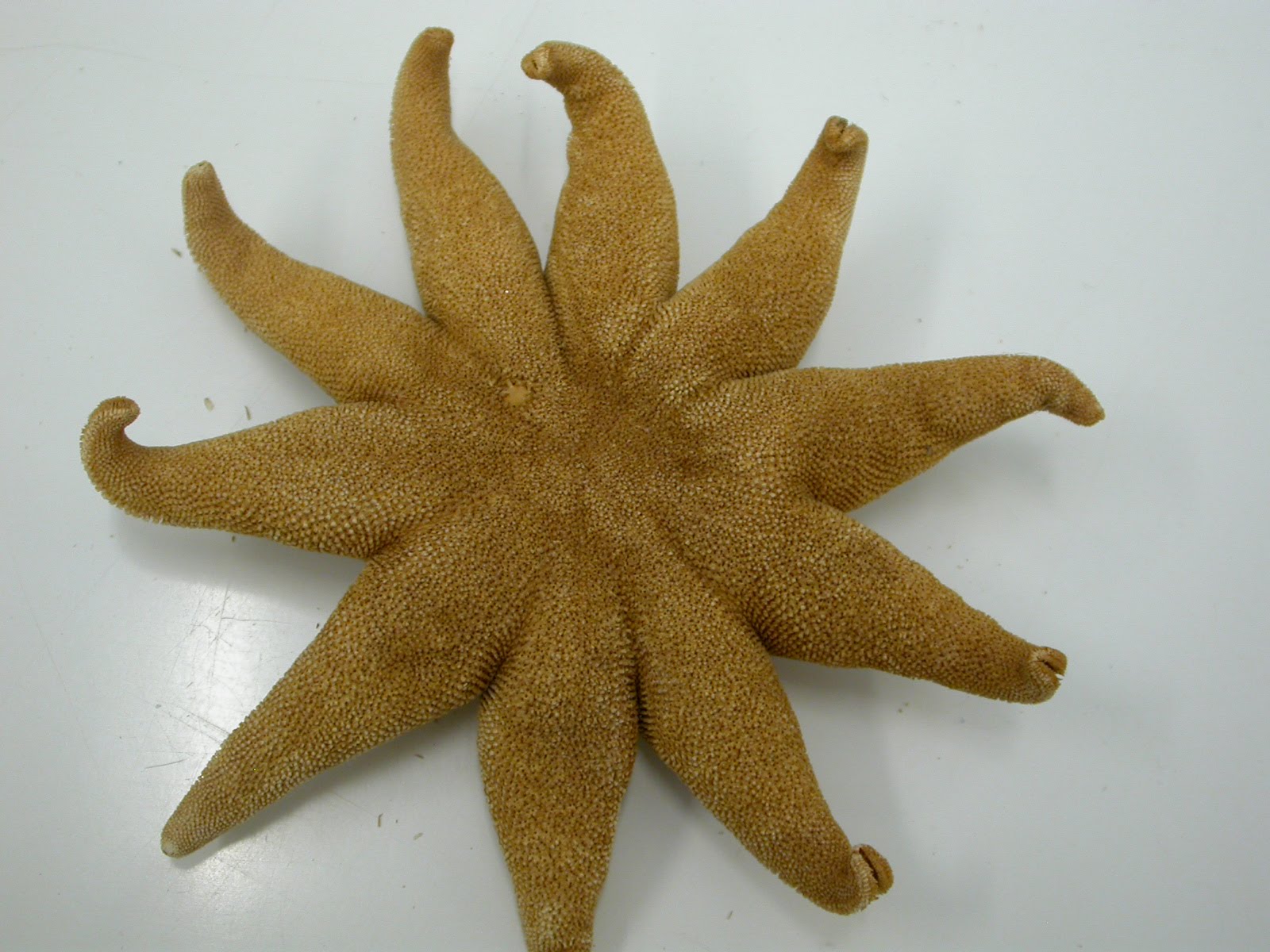 The Echinoblog: The world's OLDEST MULTI-ARMED Starfish!! A lesson in ...