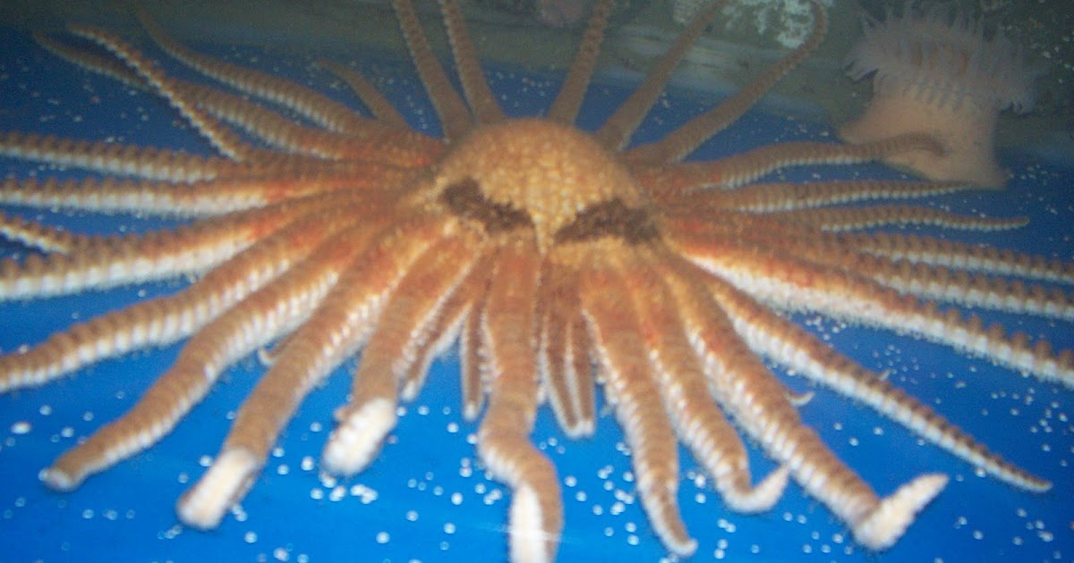 The Echinoblog: Giant Monster Starfish ALERT (aka Labidiaster annulatus ...