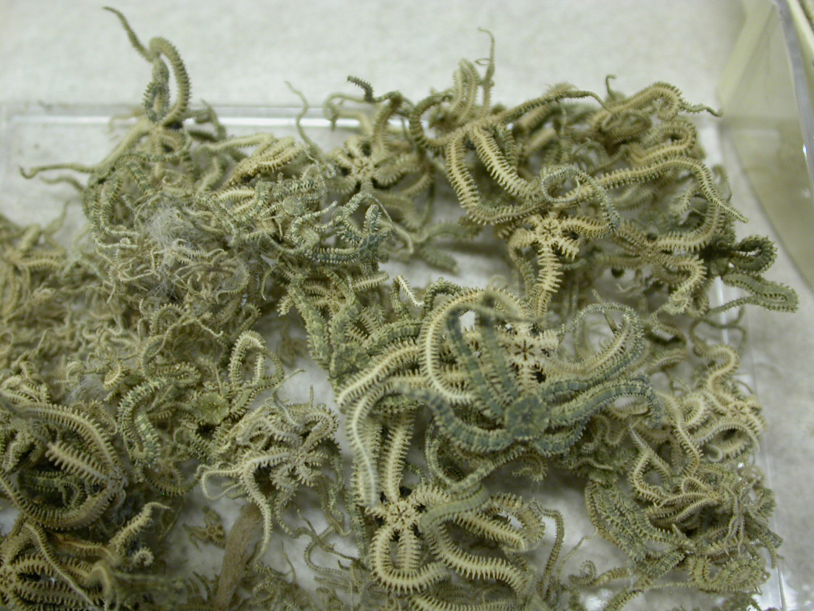 The Echinoblog: "The Most Common brittle star in the world"?? The ...