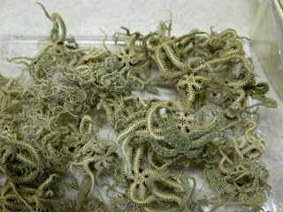 The Echinoblog: "The Most Common brittle star in the world"?? The ...