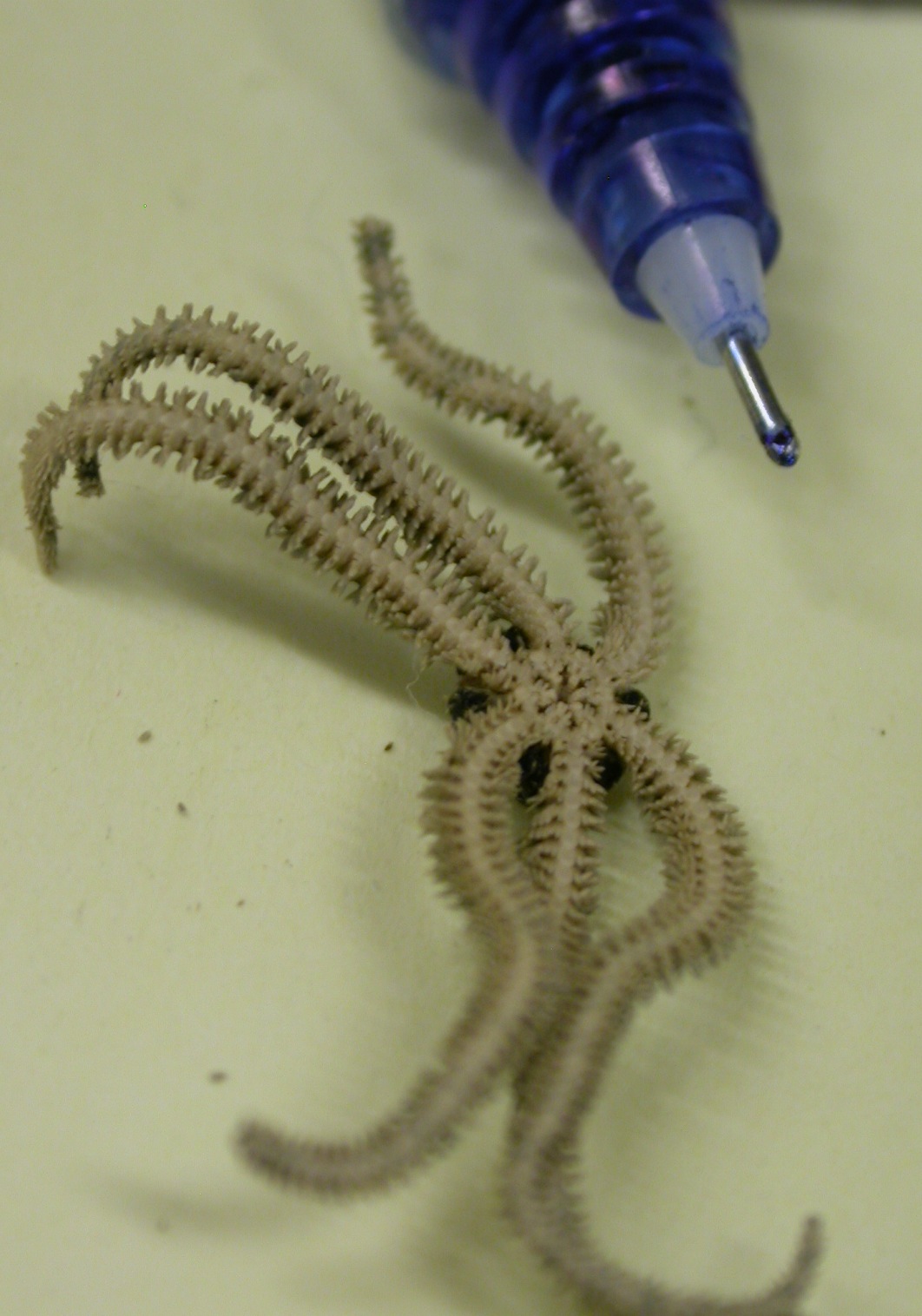 The Echinoblog: "The Most Common brittle star in the world"?? The ...