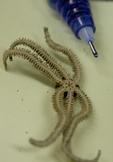 The Echinoblog: "The Most Common brittle star in the world"?? The ...