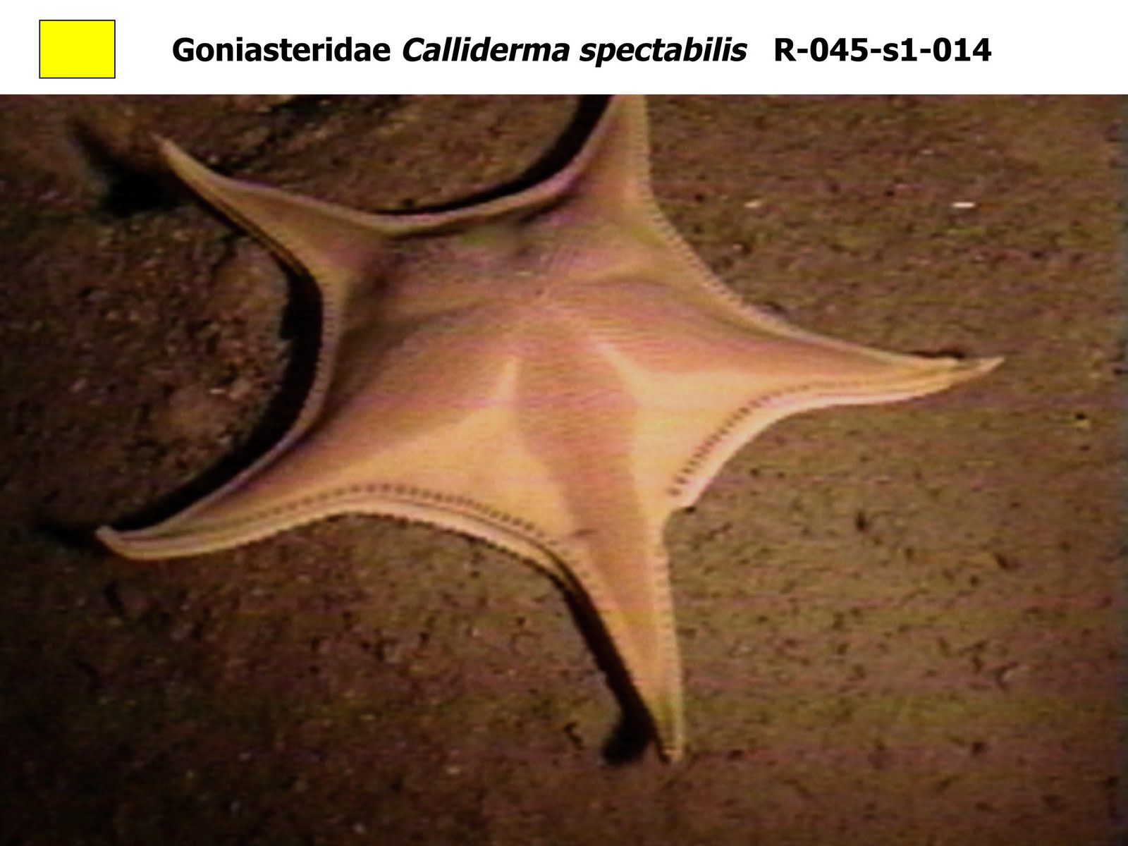 The Echinoblog: Starfish from Deep-Sea Hawaii- What Lives Below A ...