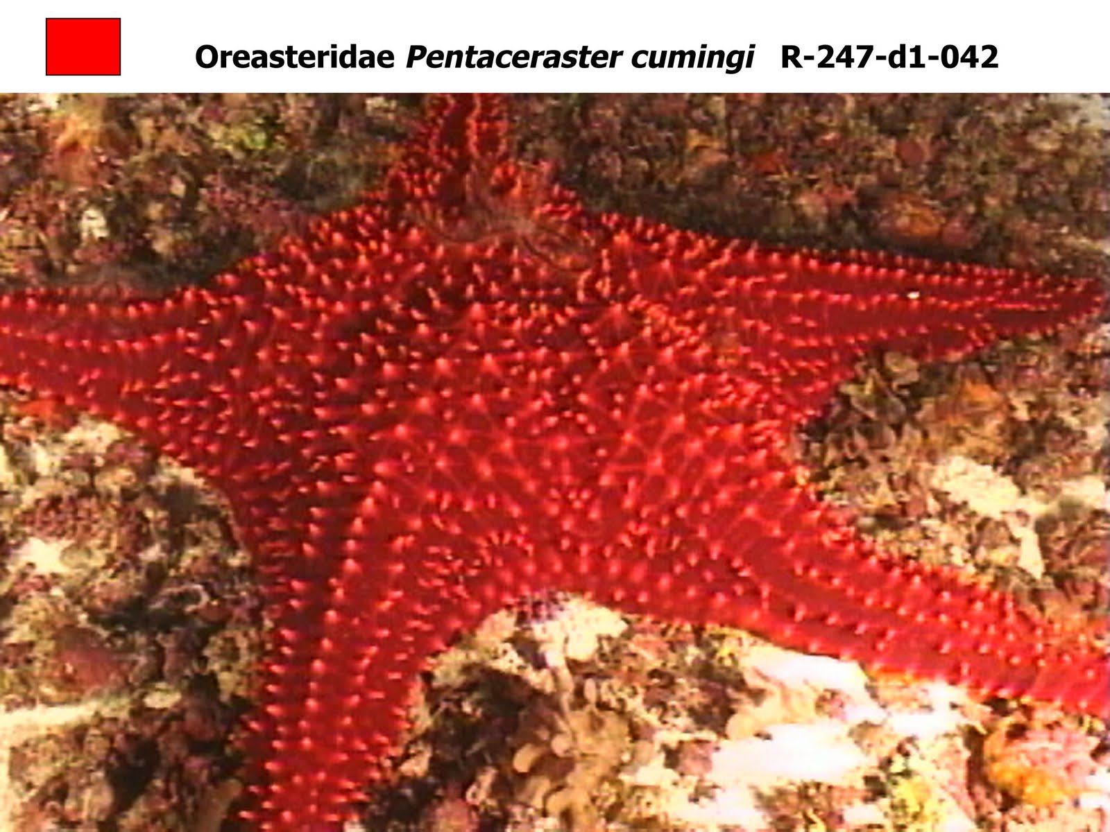 The Echinoblog: Starfish from Deep-Sea Hawaii- What Lives Below A ...