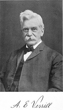 The Echinoblog: Yale Peabody Museum Part 2! A.E. Verrill, Cambrian ...