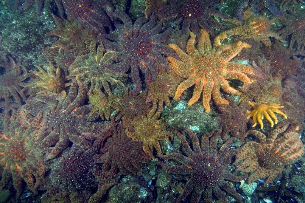 The Echinoblog: HUGE swarms of Pycnopodia helianthoides (Sunflower ...