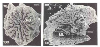 The Echinoblog: Secrets of the Starfish Sieve Plate & Madreporite ...