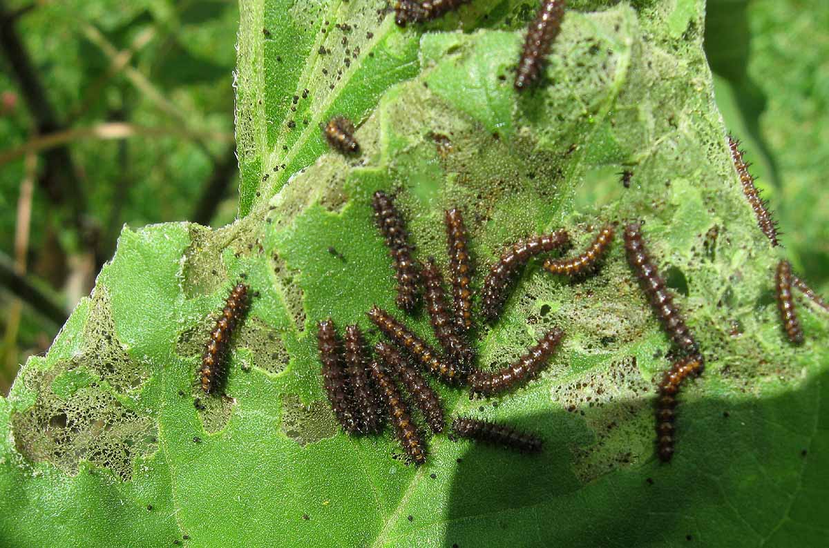 Annie's Addendum: GBBD List for July 2010