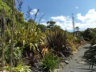batello garden design: How to…prune a Phormium (New Zealand flax ...