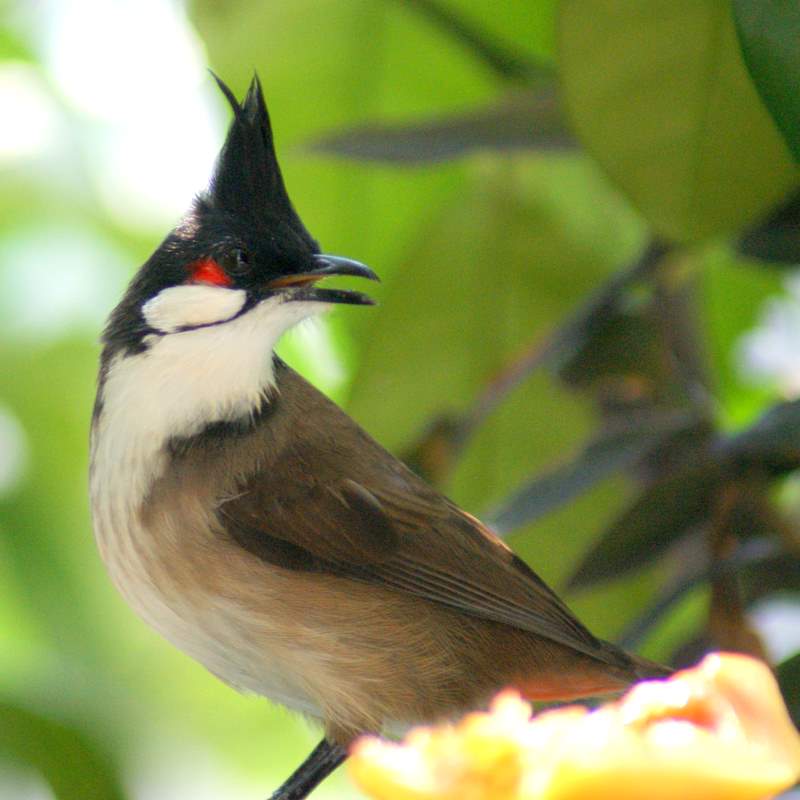 Photographic Wildlife Stories in UK/Hong Kong: My neighbours---a pair ...