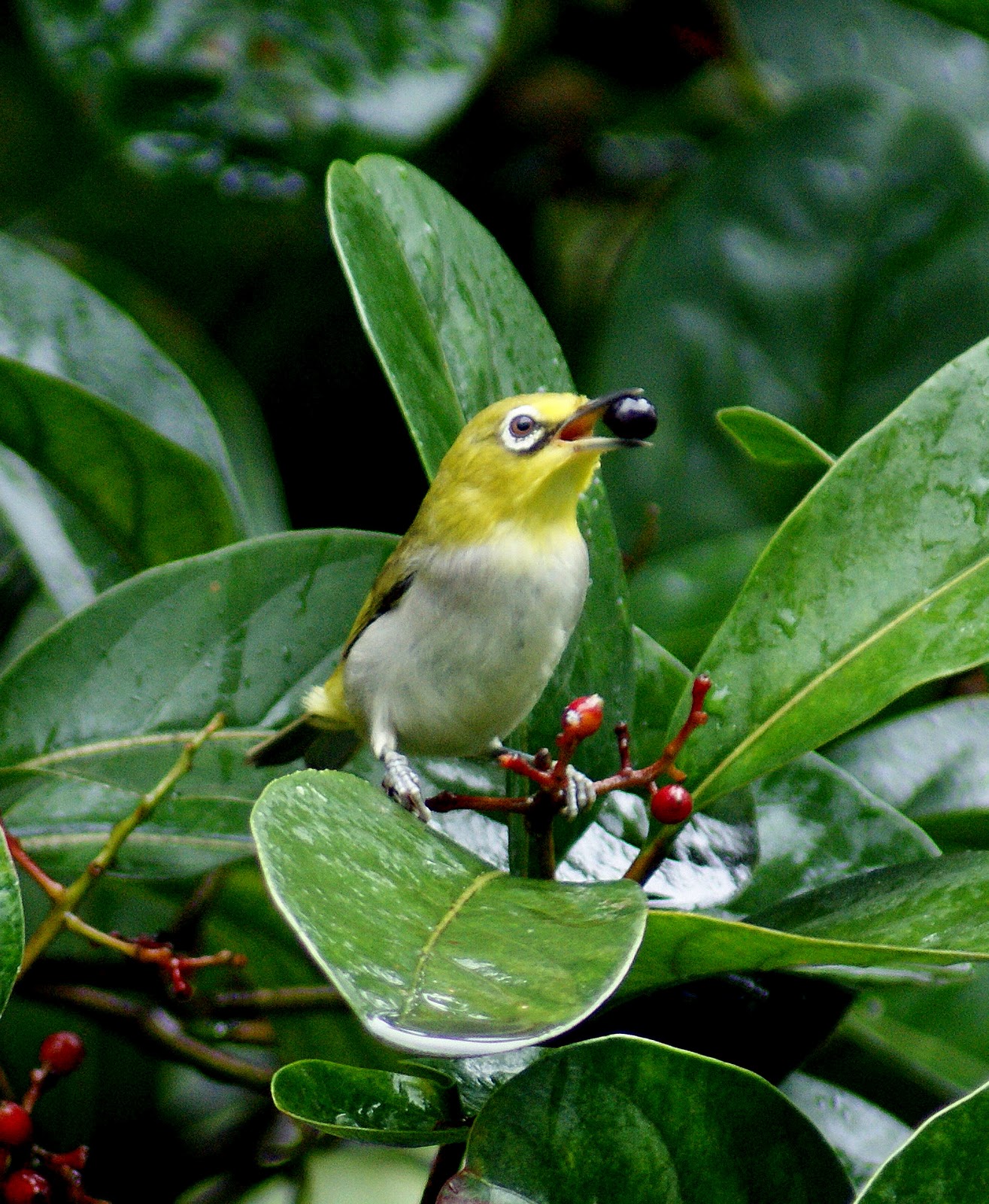 Photographic Wildlife Stories in UK/Hong Kong: Winter birds in Hong Kong