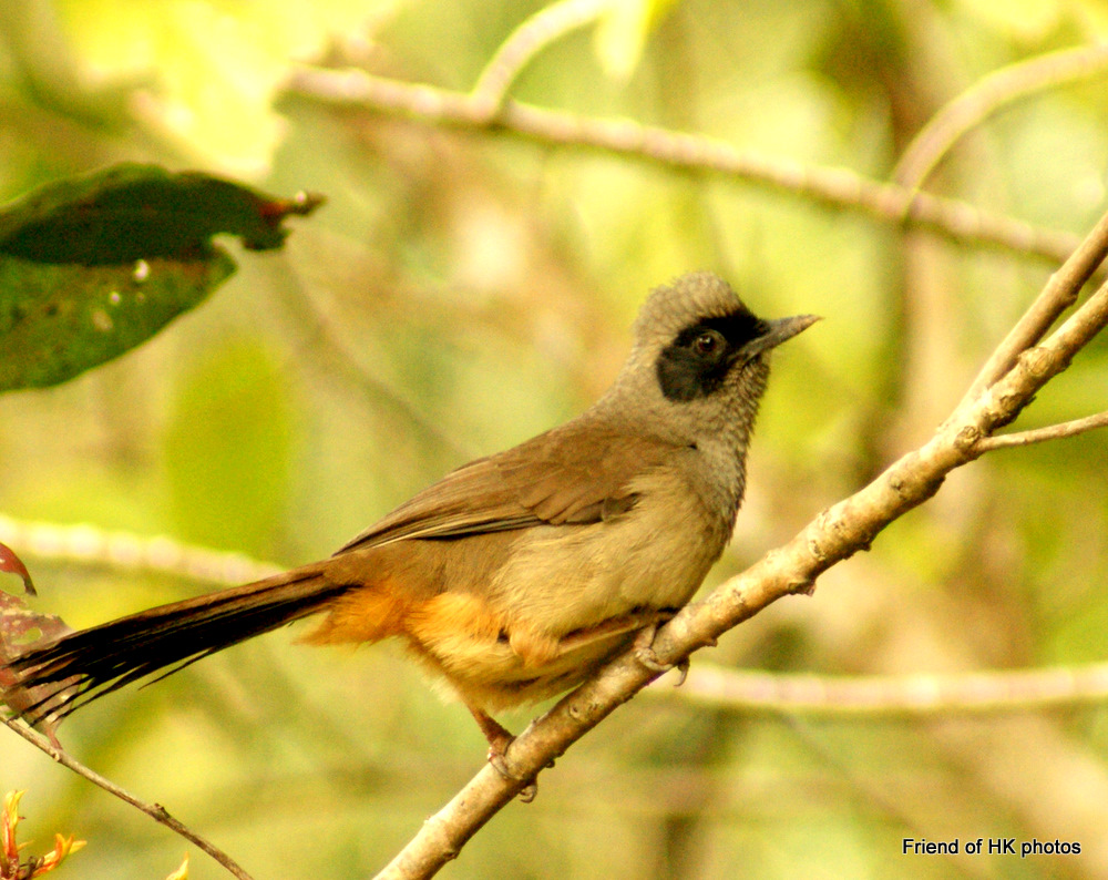 Photographic Wildlife Stories in UK/Hong Kong: Winter birds in Hong Kong
