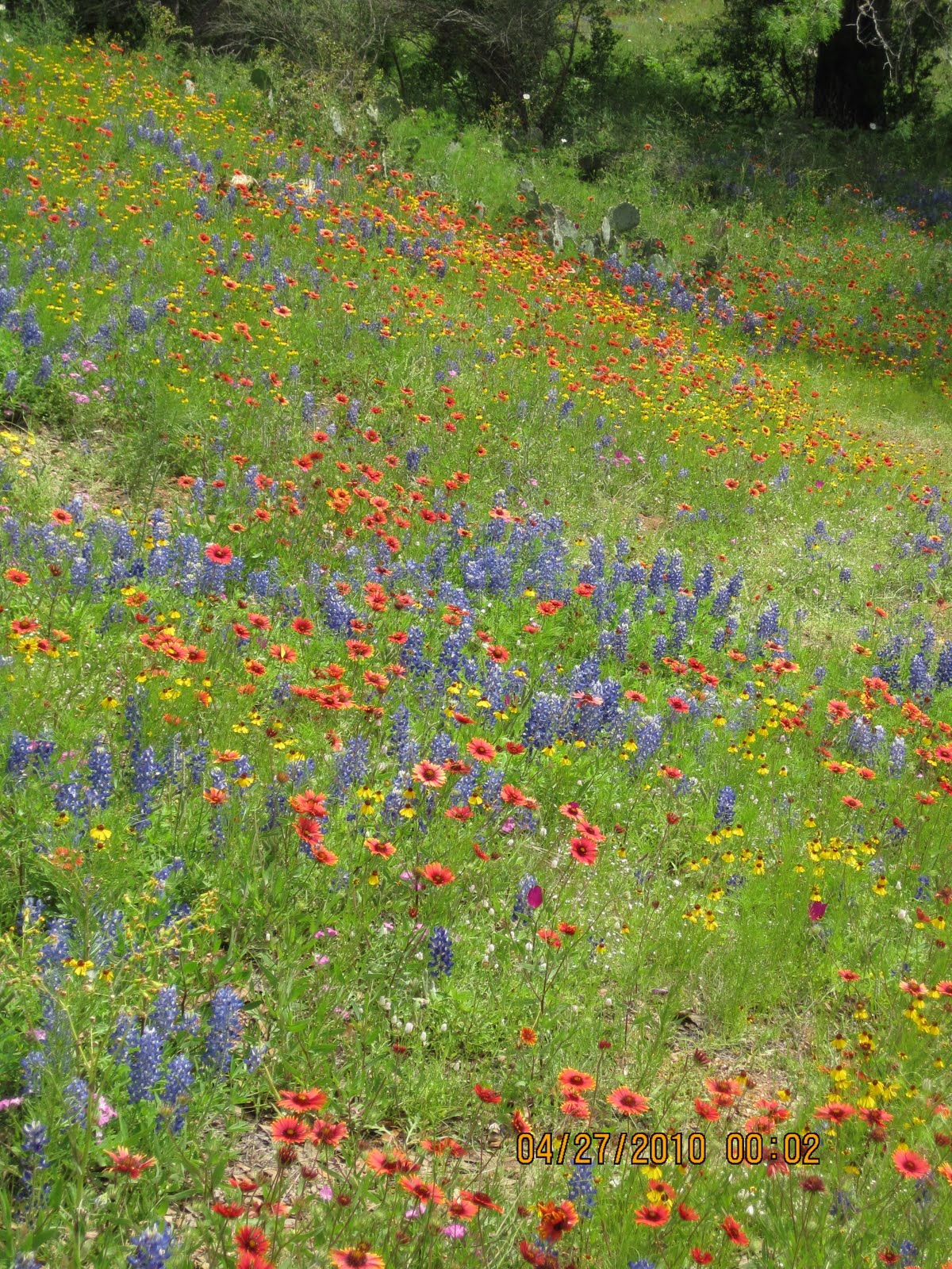 Texas Hill Country Spring 2010: Texas Hill Country Wild Flowers