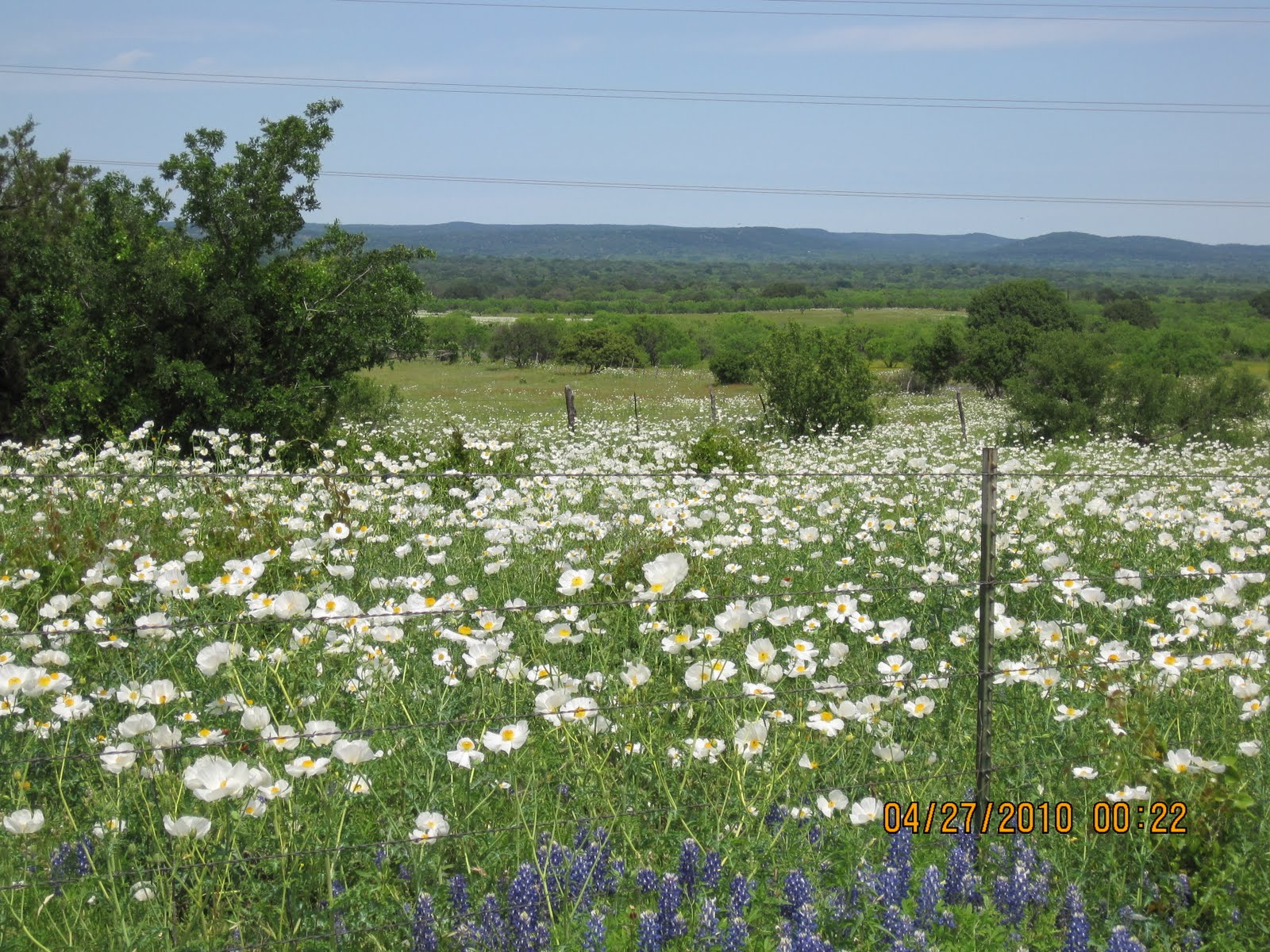Texas Hill Country Spring 2010: Texas Hill Country Wild Flowers