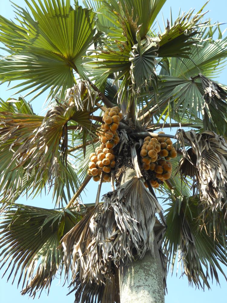 HM's weblog: November 2010