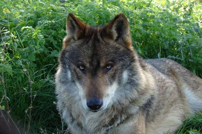 BIOSFERA: O Mistério dos Lobos