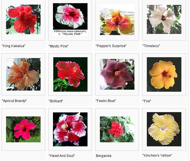 Qalam Timur: Bunga Raya