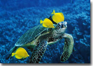 ecologiayuza: Mutualismo