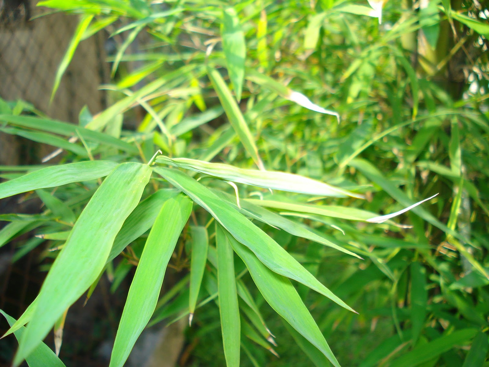 SEKILAU one: Landskap buluh