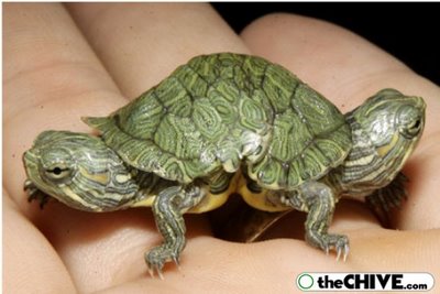 The Amazing Animals of Conjoined Twins