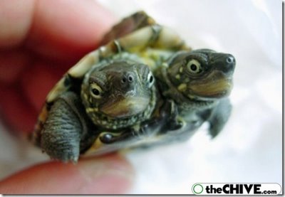 The Amazing Animals of Conjoined Twins