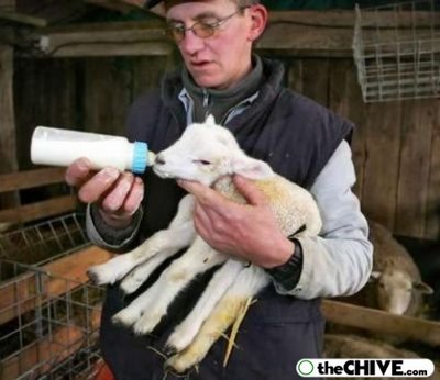 The Amazing Animals of Conjoined Twins