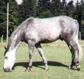 Mes amis les chevaux: robe gris pommele