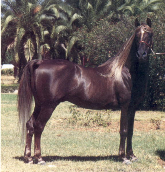 Mes amis les chevaux: L ARABE-BARBE