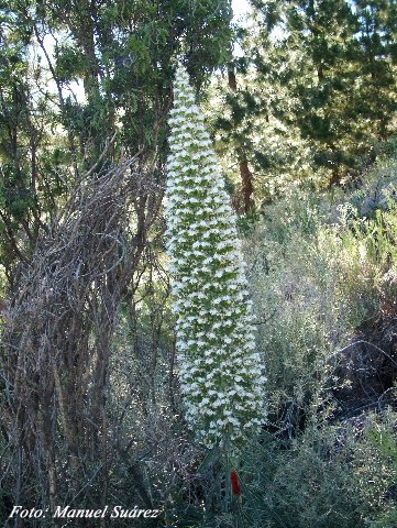 Teide 3718 "Rutas a pie y en Bici": FLORA ENDEMICA DEL TEIDE