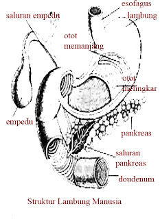 Wisata Pendidikan Platinum: Alat Pencernaan Manusia