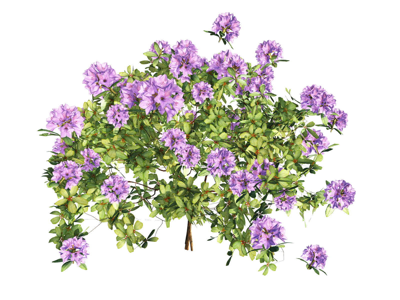 Create Picture Collage On Your Pc And Free Clipart create-picture-collage-on-your-pc-and-free-clipart
