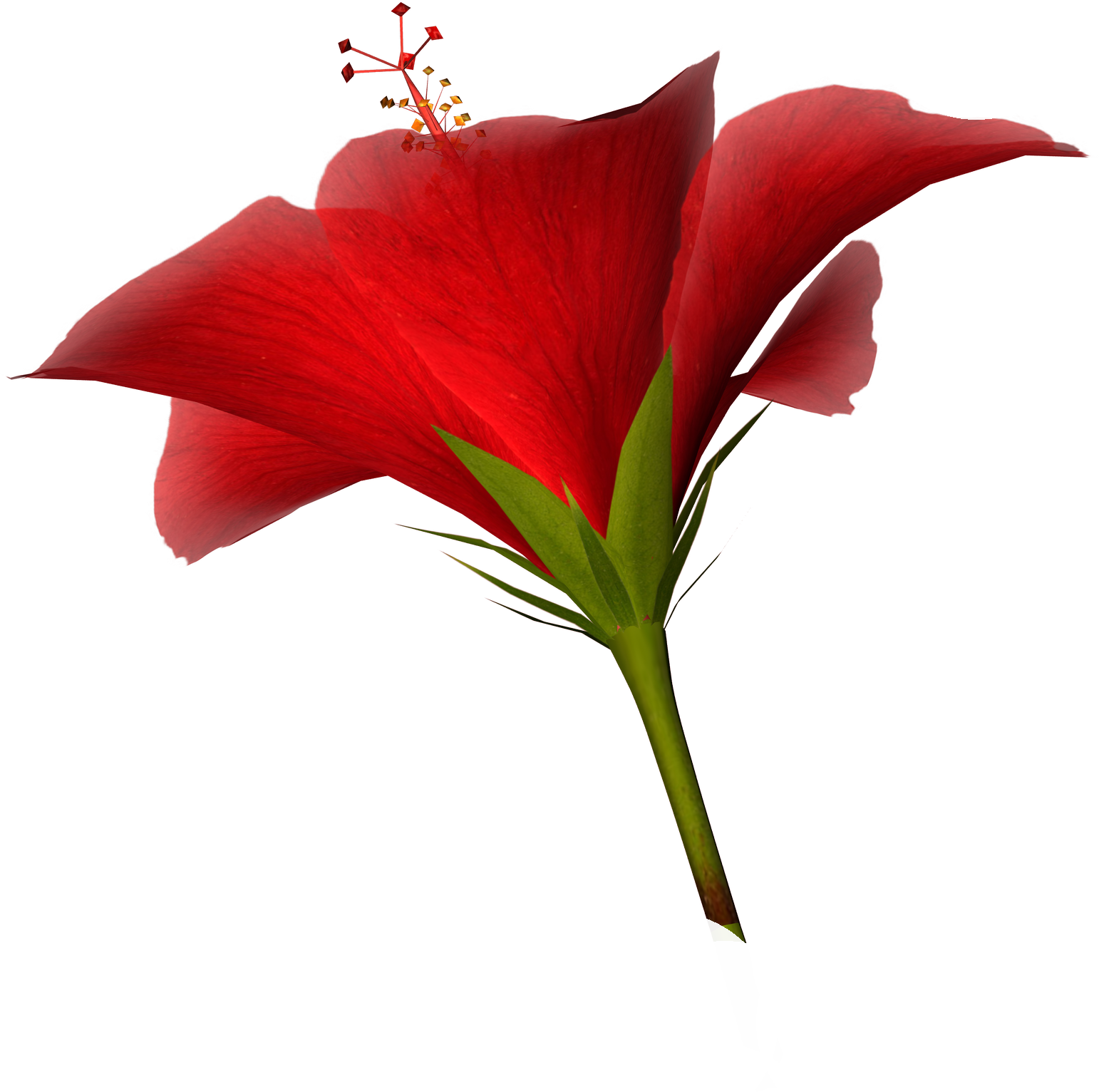 FLOWER PICTURES: flower pictures 3