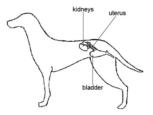 Rebound Hounds: Everything You Ever Wanted To Know About Expressing ...