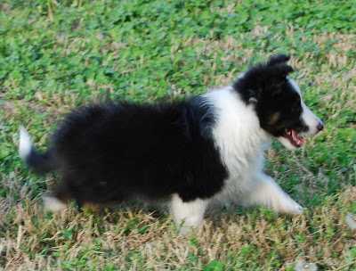RyverGrove Shelties: Sheltie coat colors