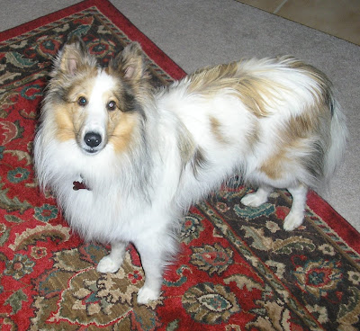 RyverGrove Shelties: Sheltie coat colors